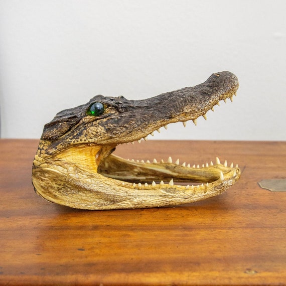 Lolong Crocodile Taxidermy