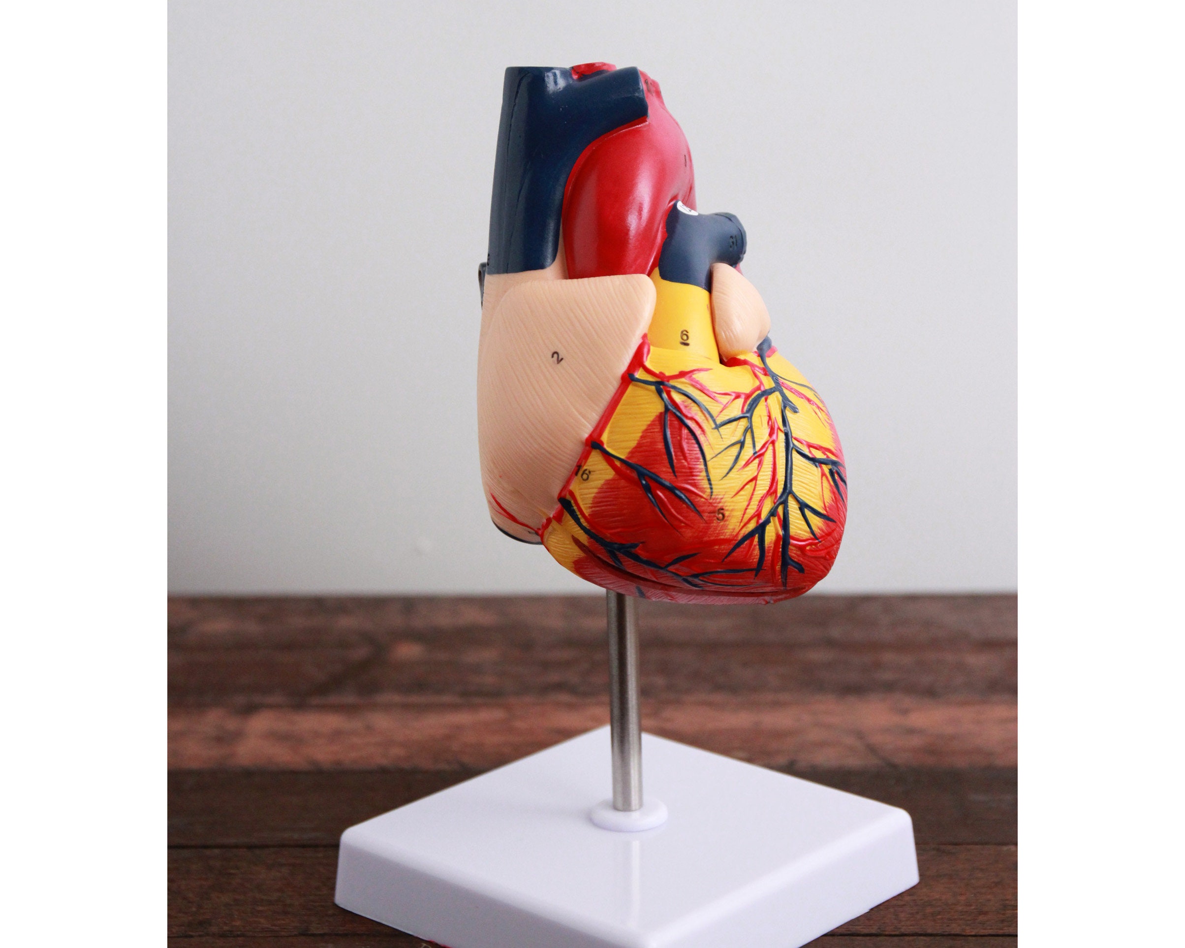 Medical Heart Model Anatomical Human Heart Physicians Etsy