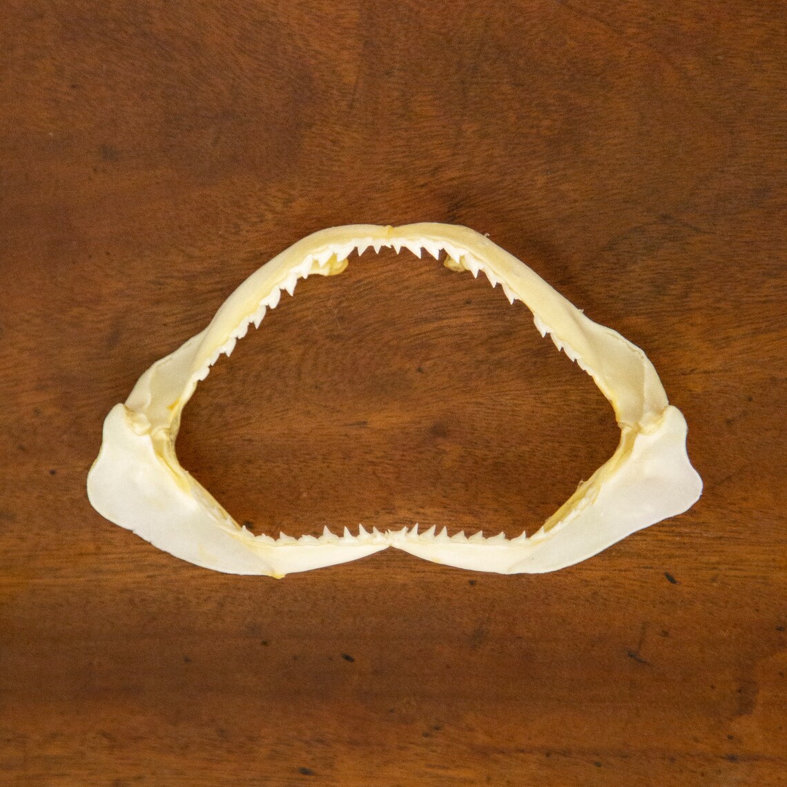 Real Shark Jaws Small Authentic Shark Jaws with Sharp teeth | Etsy