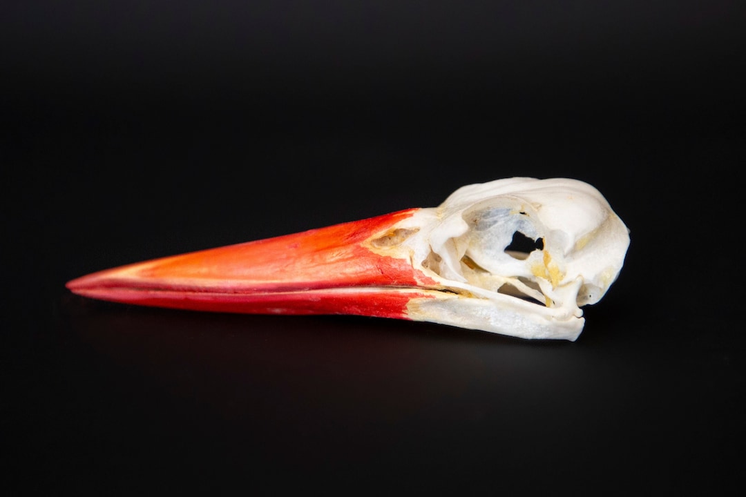 Real Kingfisher Skull - Preserved Bird Skull Oddity Specimen - Etsy