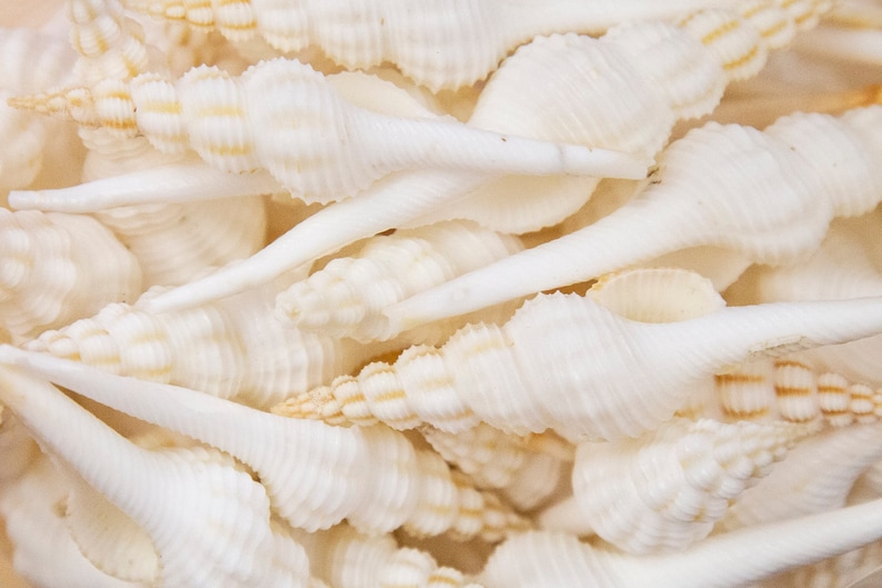 Spindle Sea Shells 10 Real Sea Snail Shells | Etsy