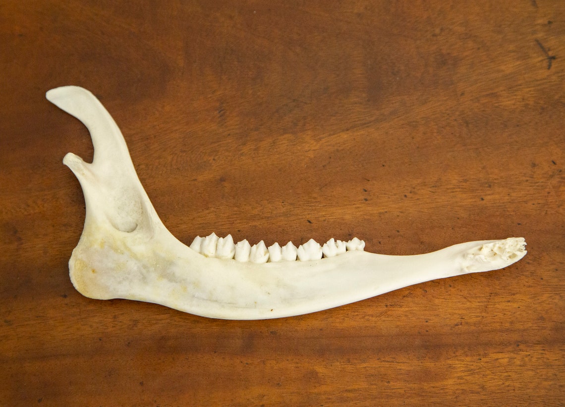 Real Deer Jaw Bone Whitetail Deer Jawbone - Etsy