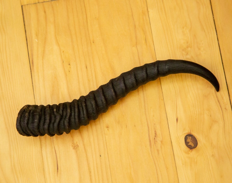 Real Springbok Horns Large Horns From Springbok Skull | Etsy