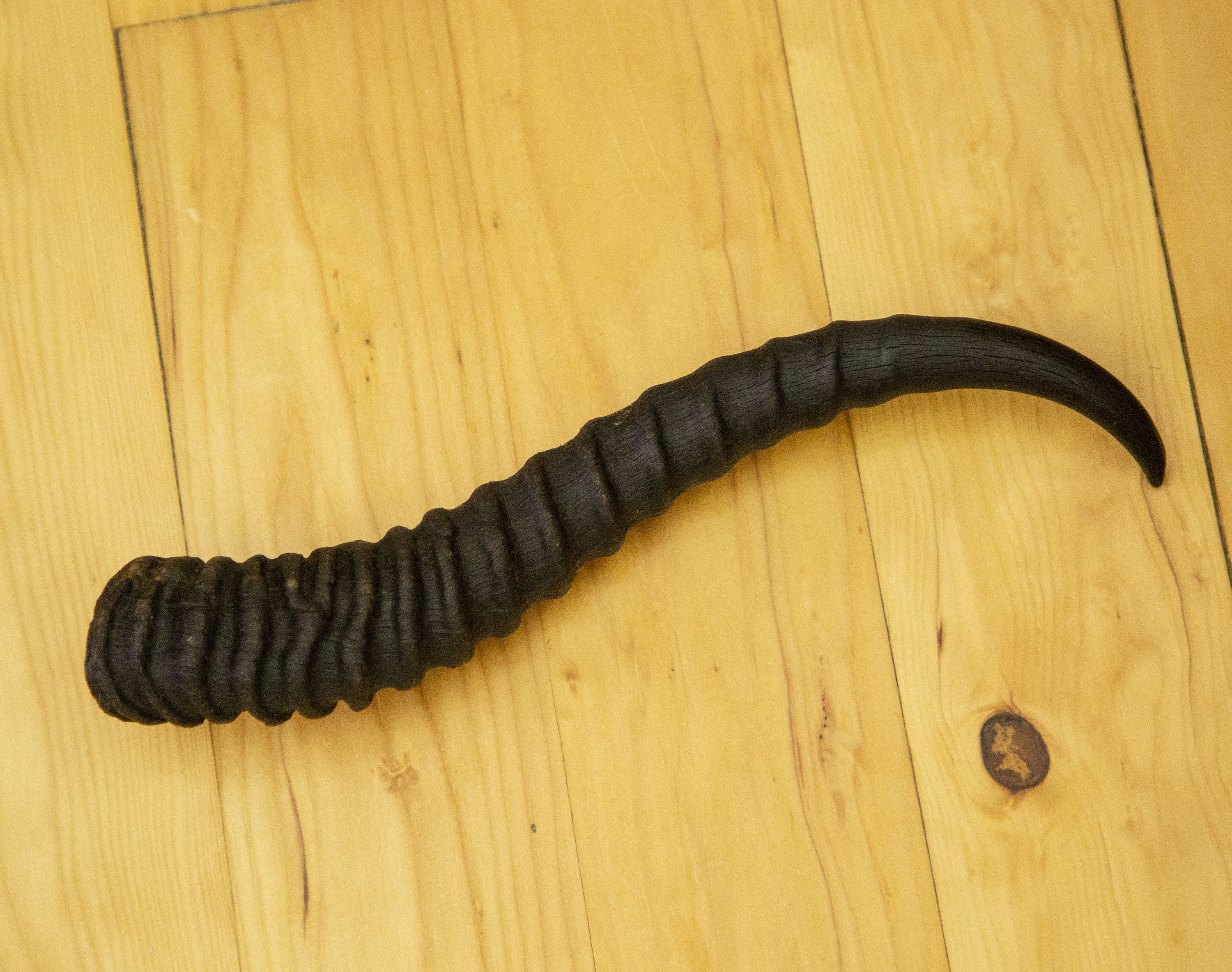 Real Springbok Horns Large Horns From Springbok Skull - Etsy Australia