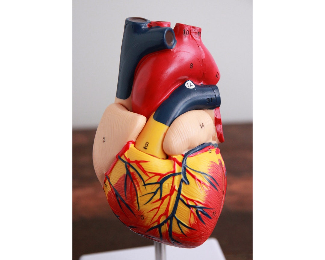 Medical Heart Model - Anatomical Human Heart - Physician's Educational ...