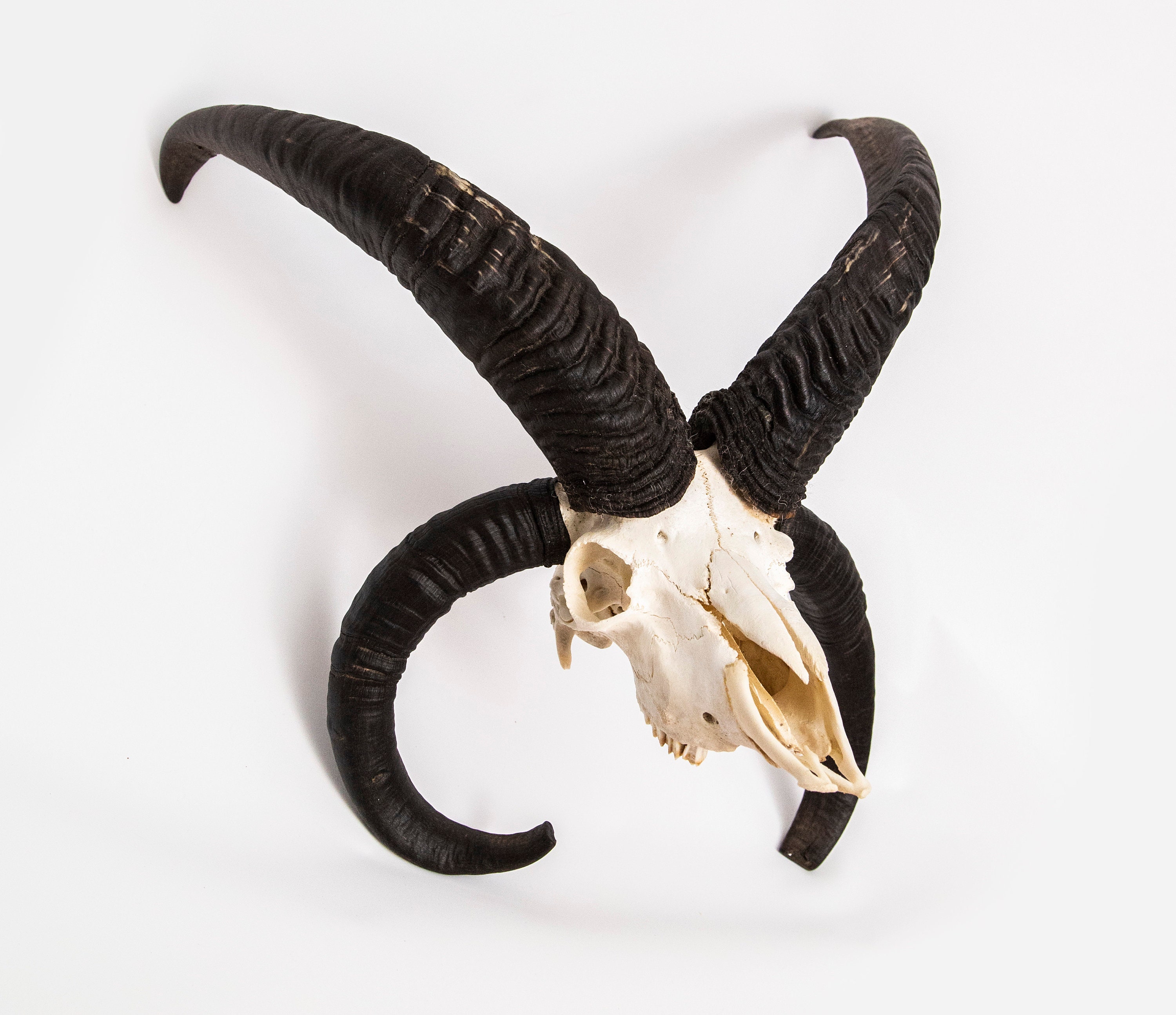 4 Horned Goat Skull