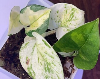 Epipremnum Aureum japanese Global Pothos Fully Rooted Extremely Rare ...