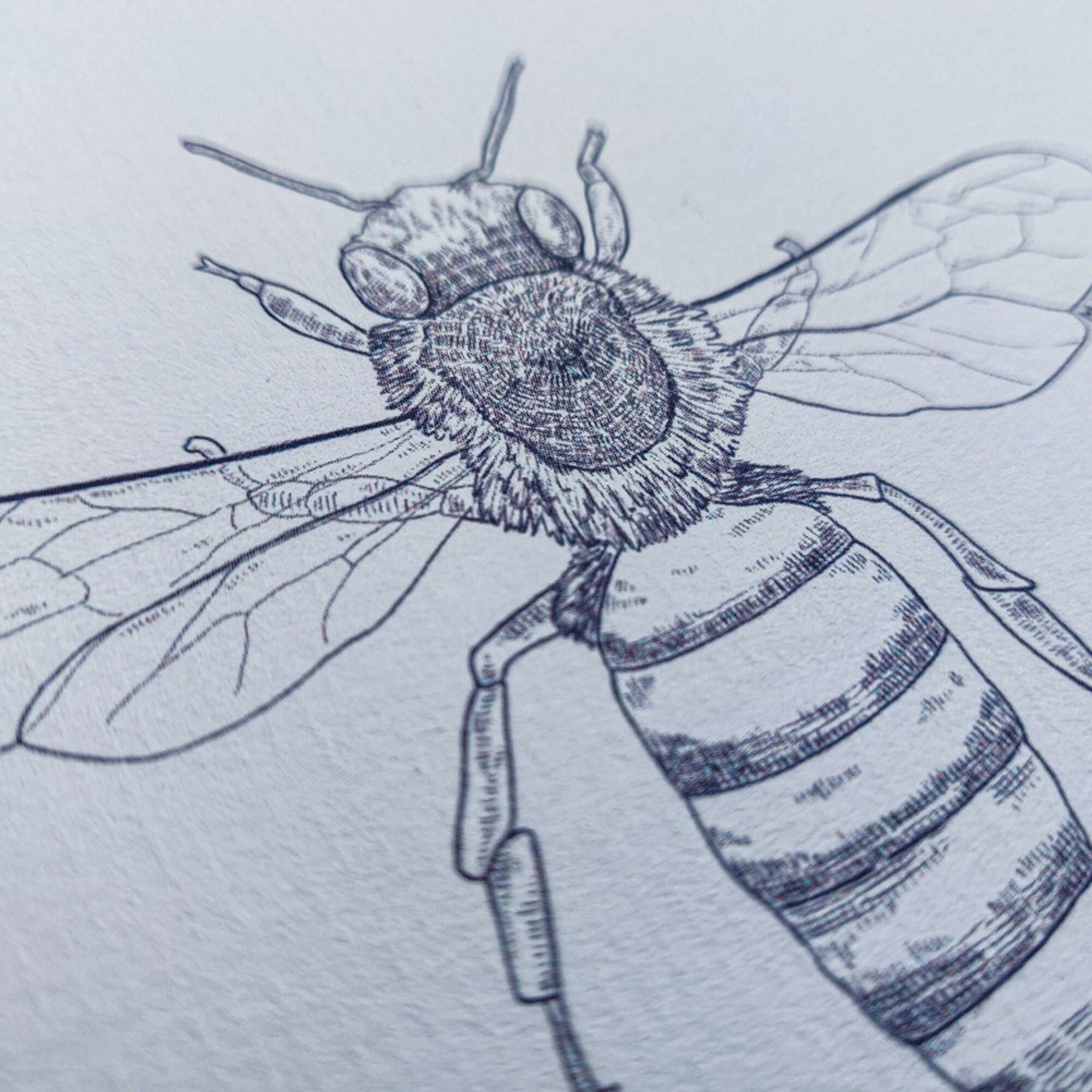 Bee Illustration | A5 | Bee Art Print | Bee Poster | Bee Card - Etsy