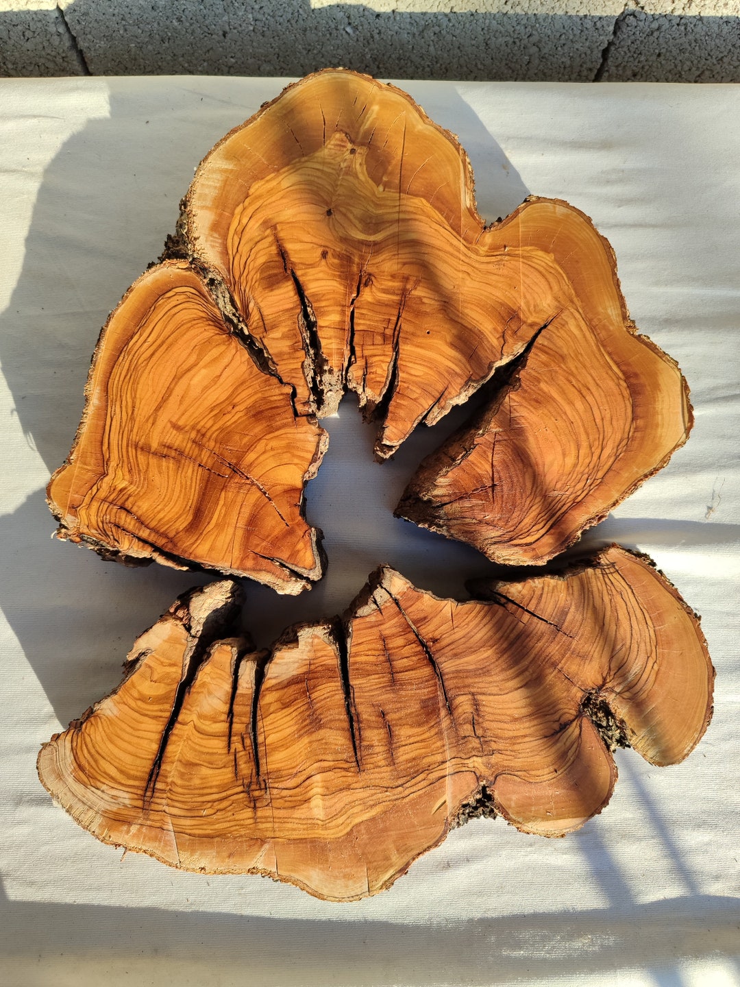 16'' / 41 Cm Turkish Olive Root,olive Wood Slice, Wooden Board, Live ...