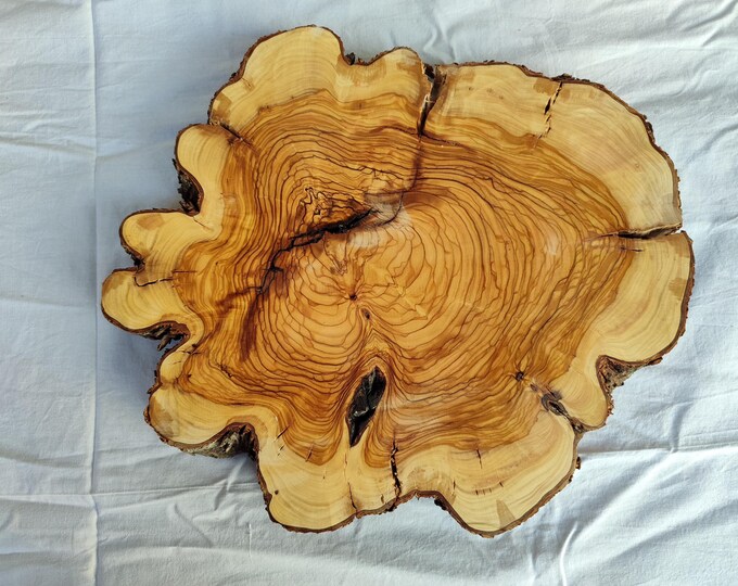 14" 38cm Rustic Turkish Olive Wood Round Dried and Sanded Ready for ...