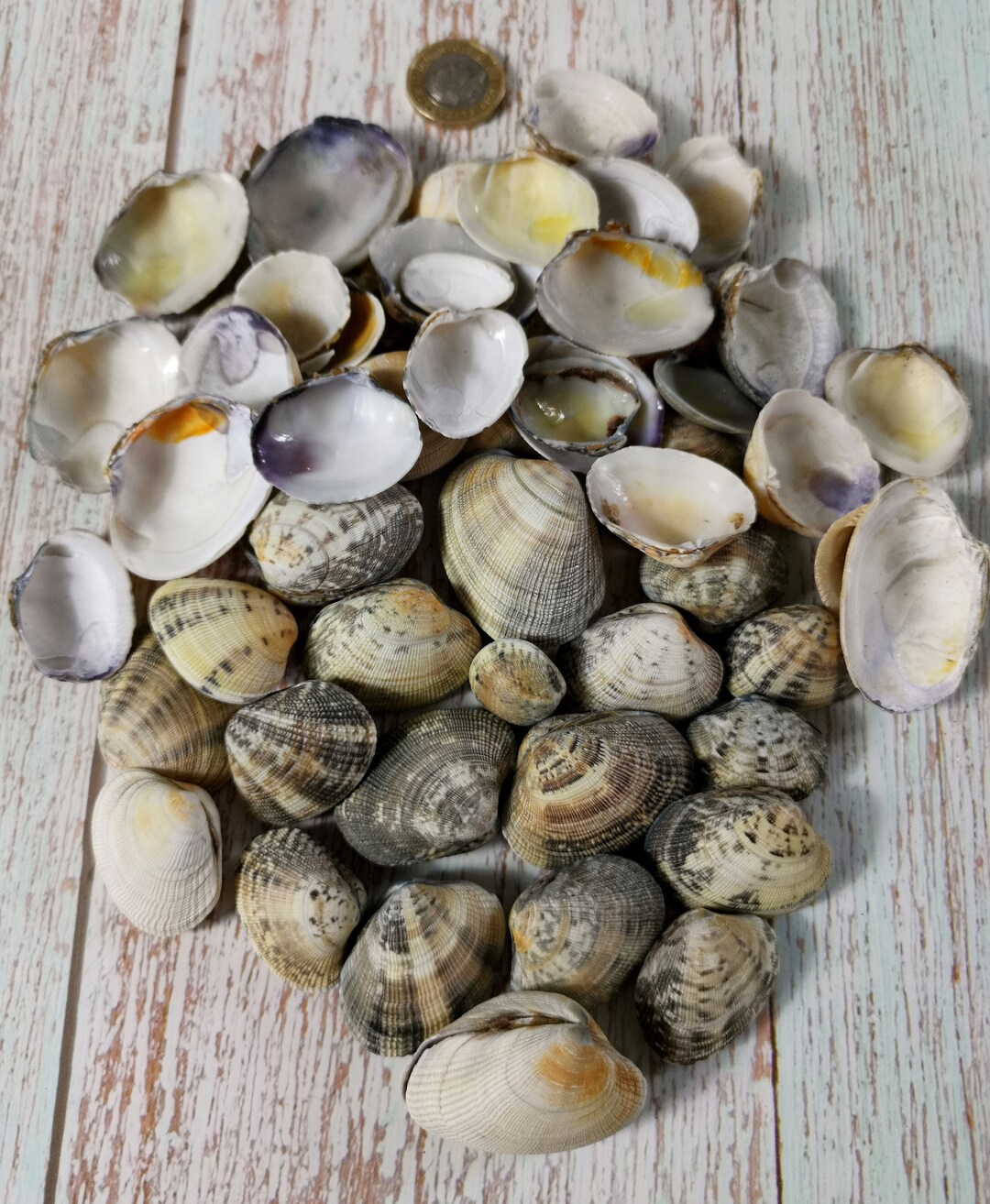 15x Warty Venus Clam Shells | Seashell for Art | Seashell for Crafts ...