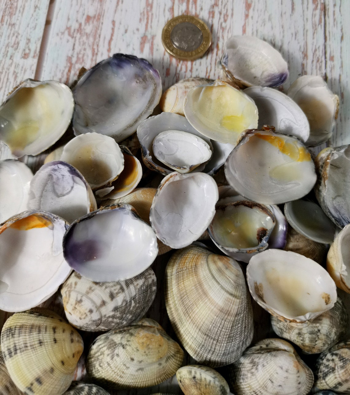 15x Warty Venus Clam Shells Seashell for Art Seashell for Crafts ...