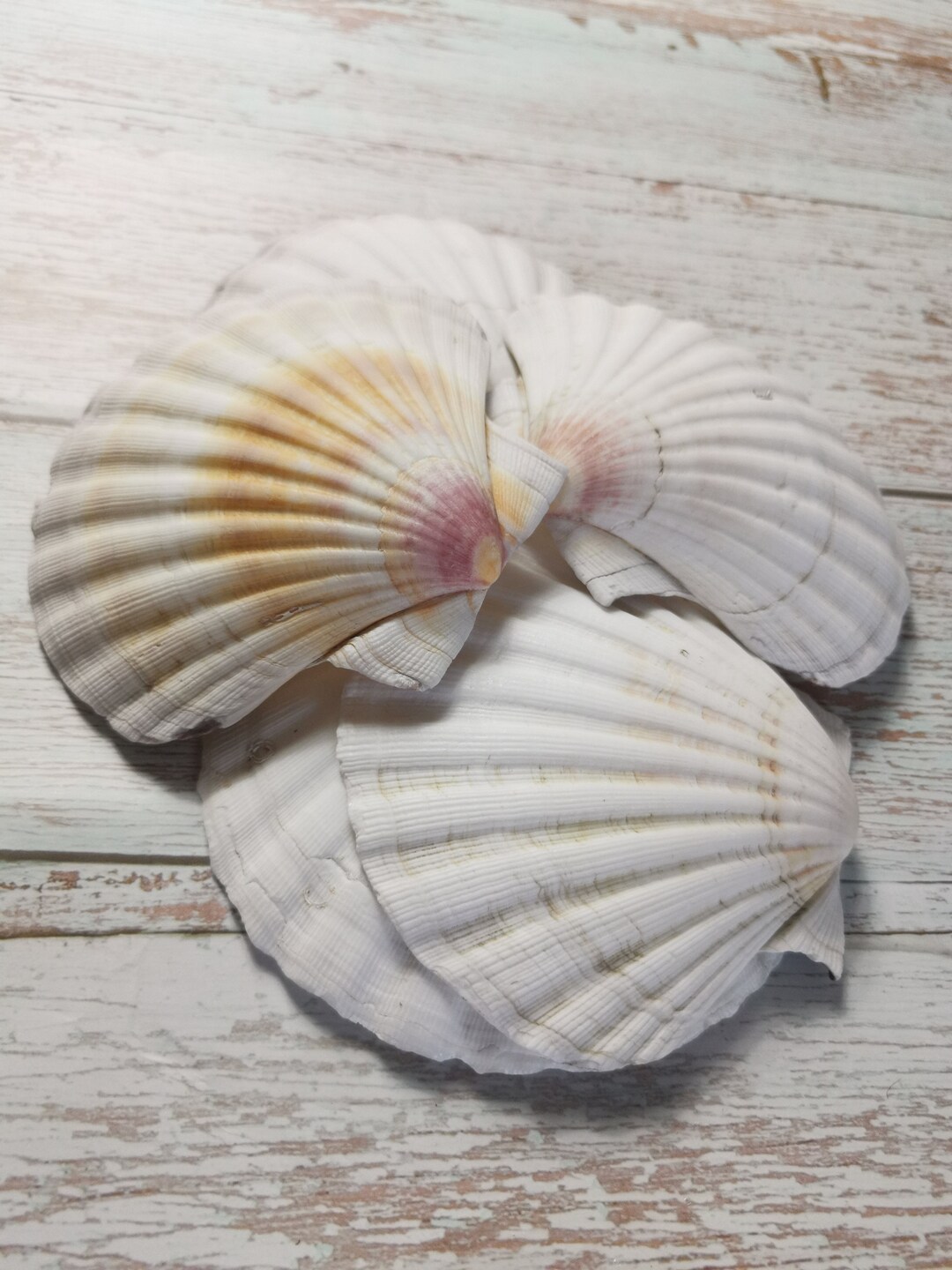 Scallop Shells Professional Cleaned Natural From Kent UK Scallop Shell ...