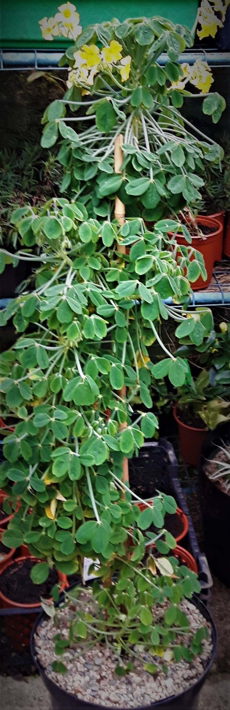 Oxalis Arborescens/peduncularis the Tree Oxalis. Very Rare and - Etsy UK