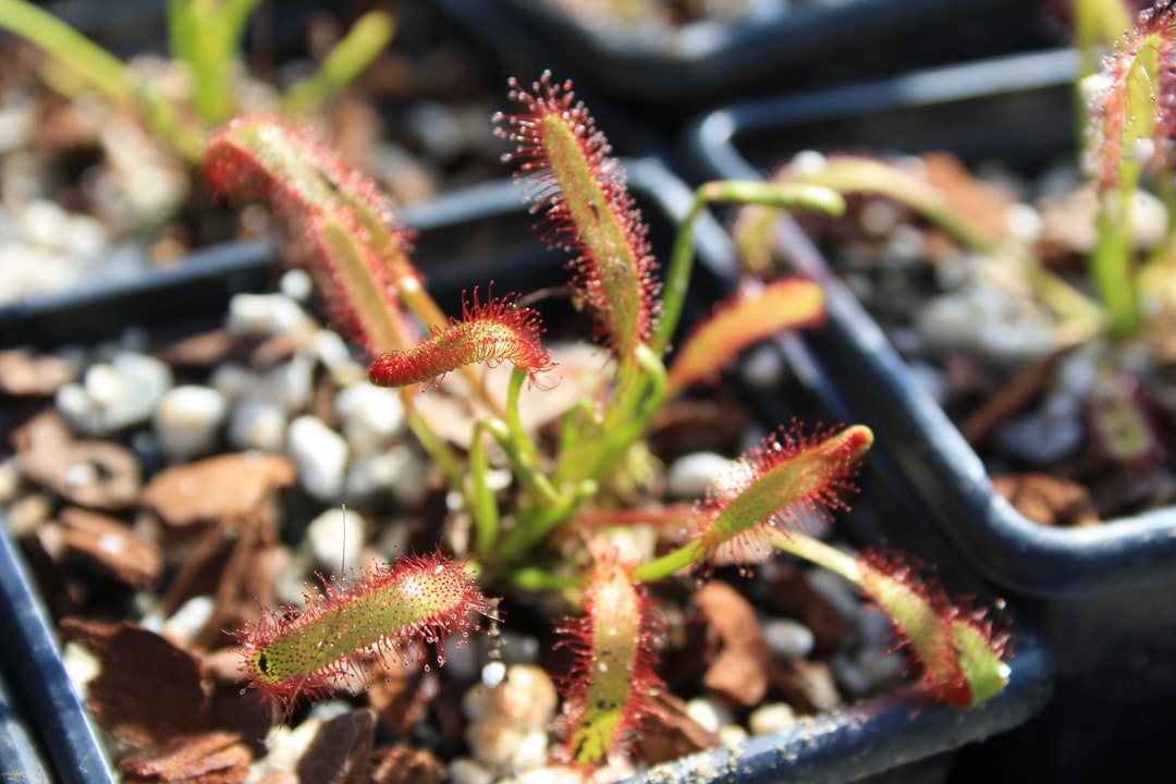 Drosera Capensis. Sundew/fly Paper Plant. Fully PEAT FREE & Organic ...