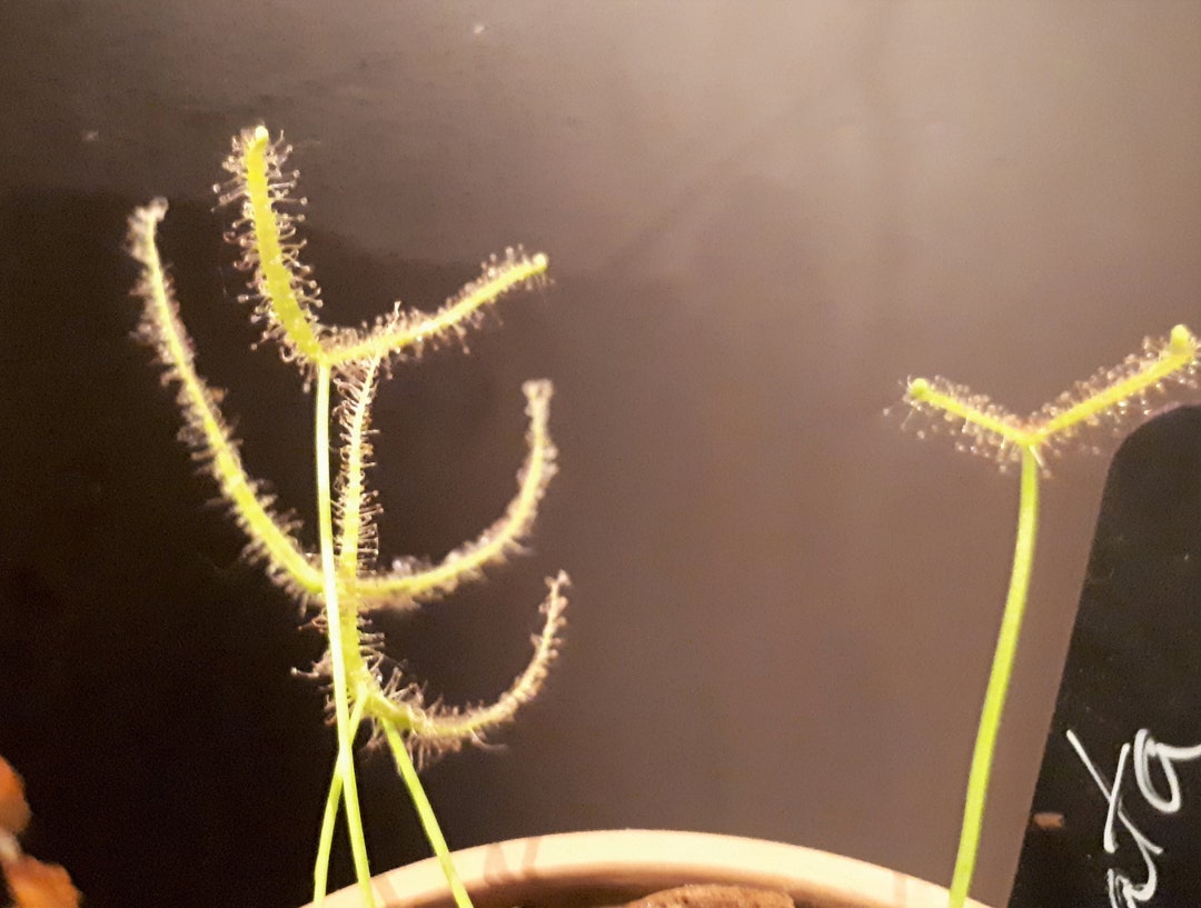 Drosera Binata. Forked Sundew. Sundew/fly Paper Plant. Fully PEAT FREE ...