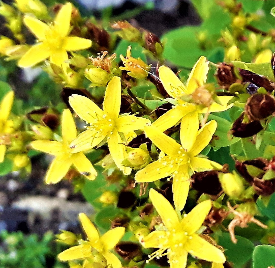 Hypericum Tetrapterum. the Square Stemmed Marsh St Johns Wort. Compact ...