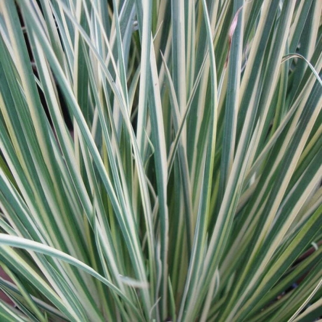 Acorus Gramineus 'variegata' (slender Sweet Flag) Ornamental Evergreen ...