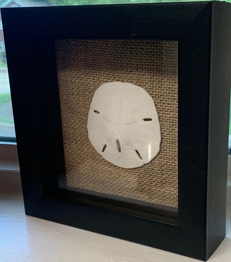 Sand Dollar on Burlap Shadow Box Frame - Etsy