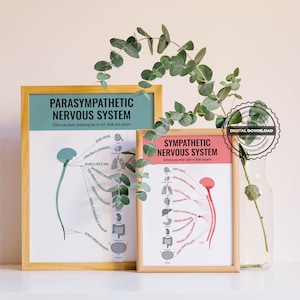 Autonomic Sympathetic Parasympathetic Nervous System Fight or Flight ...