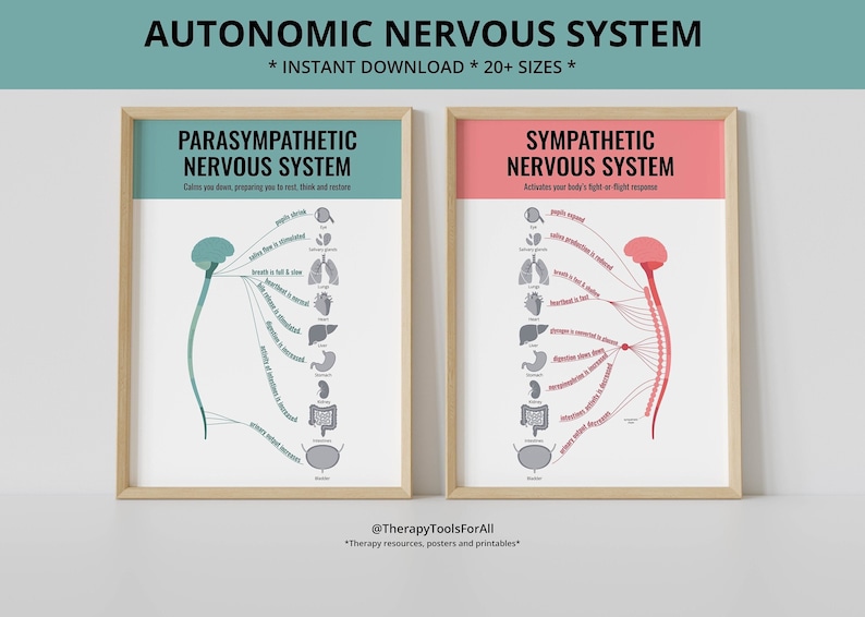 Autonomic Sympathetic Parasympathetic Nervous System Fight or Flight ...