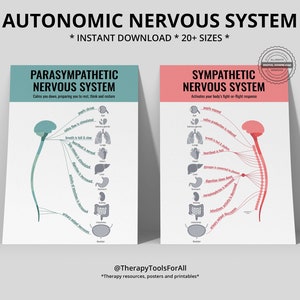 Autonomic Sympathetic Parasympathetic Nervous System Fight or Flight ...