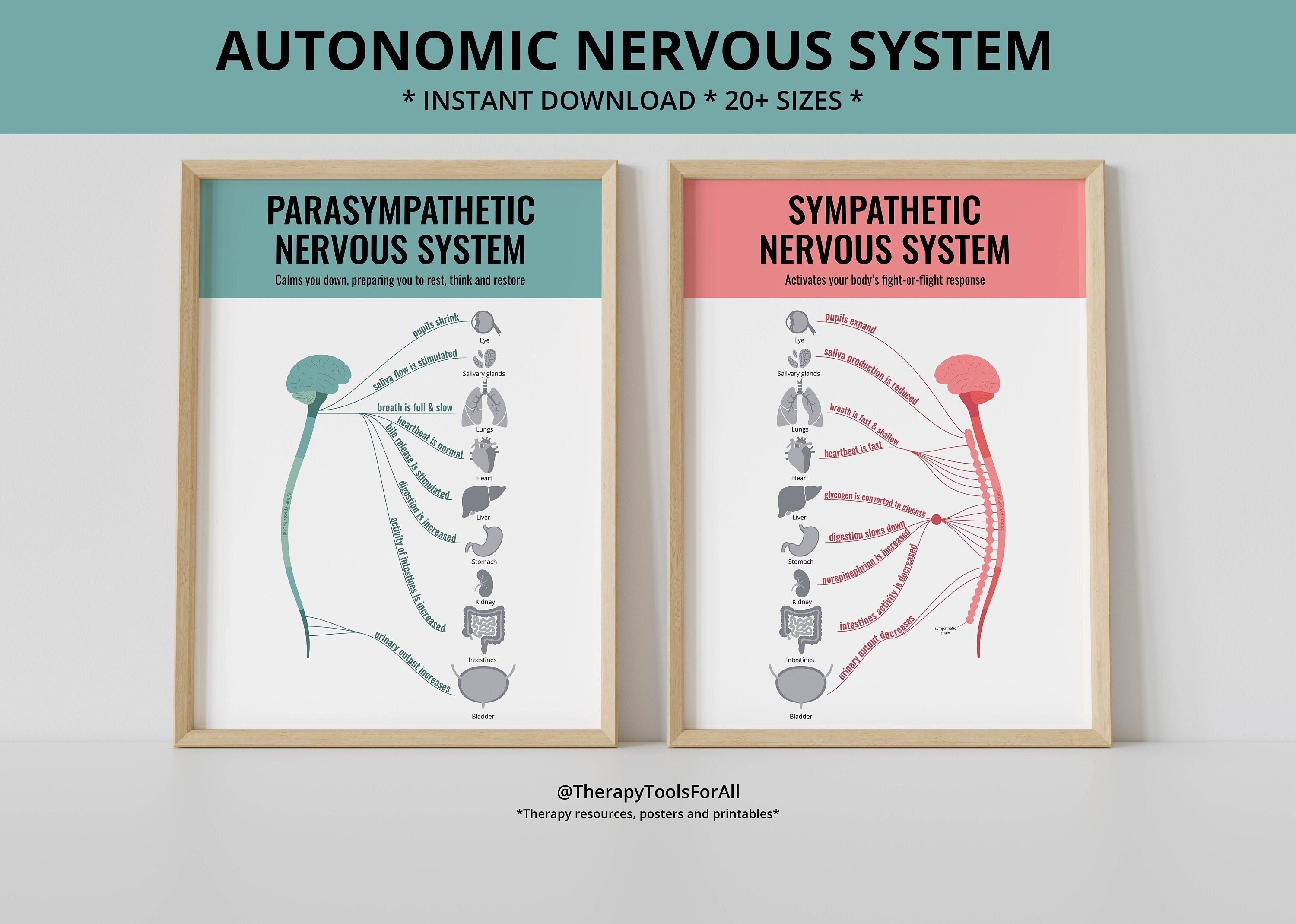 Parasympathetic Autonomic Nervous System