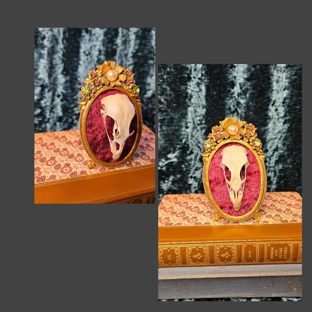 Pheasant Skull With a Velvet Background on an Ornate Small Gold Antique ...