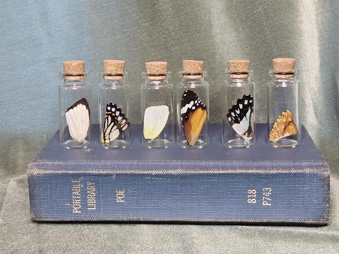 Butterfly Wing Oddity Vial - Etsy