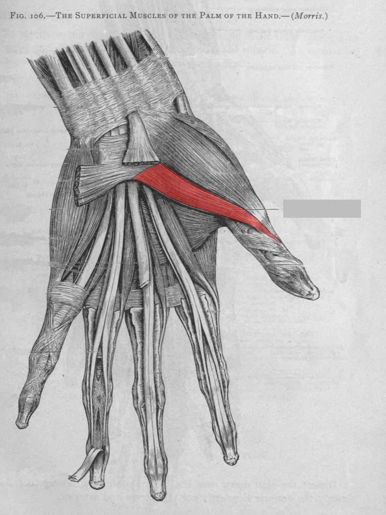 Hand Muscle Flashcard, Anatomy Notes, PT Notes - Etsy