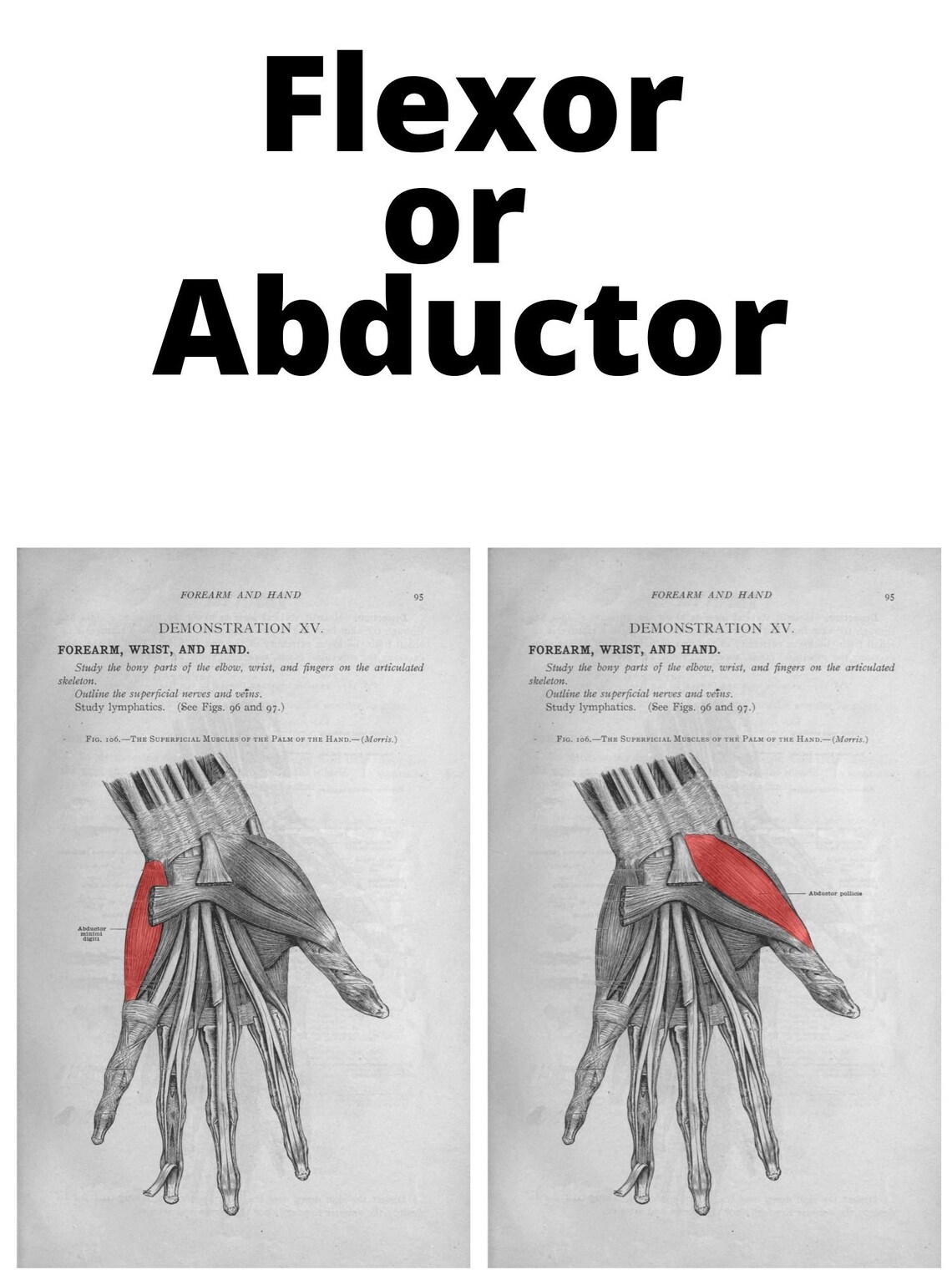 Hand Muscle Flashcard, Anatomy Notes, PT Notes - Etsy