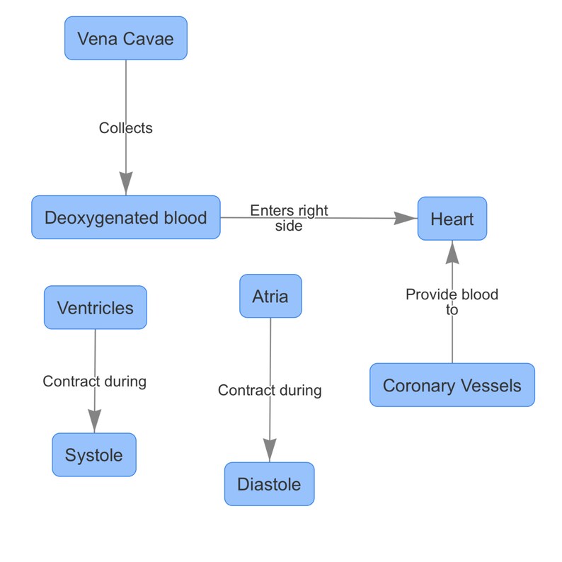 Heart Anatomy Review Question Cardiac Notes Concept Maps - Etsy