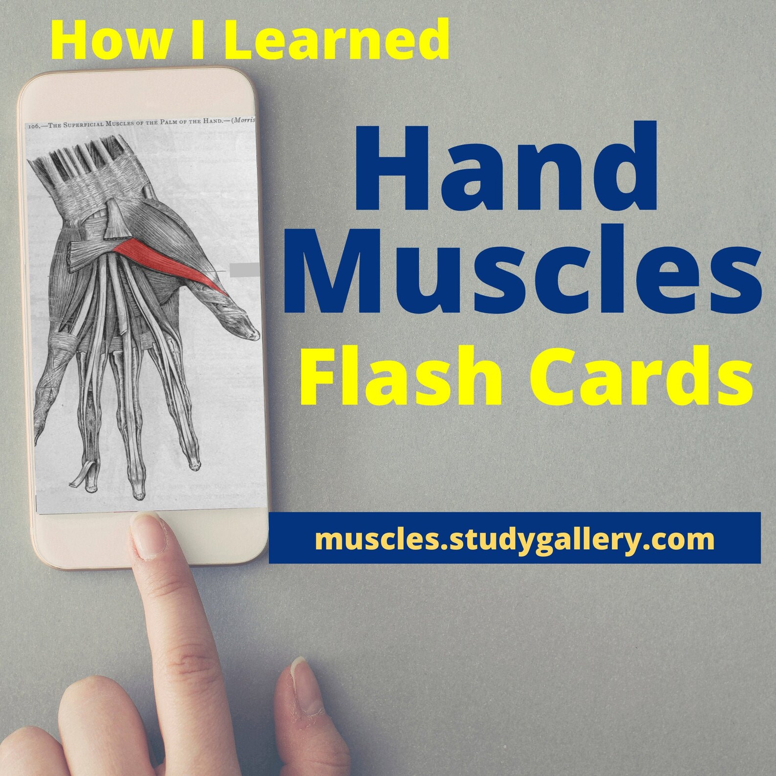 Hand Muscle Flashcard, Anatomy Notes, PT Notes - Etsy
