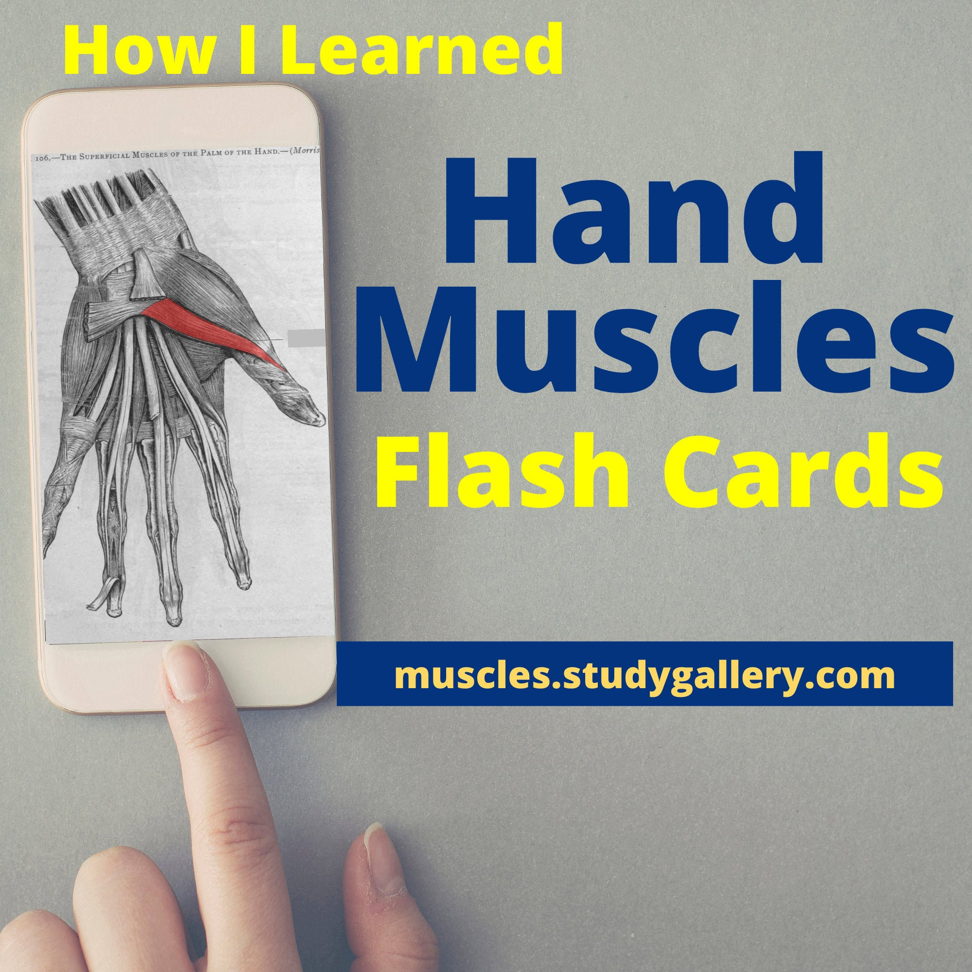 Hand Muscle Flashcard, Anatomy Notes, PT Notes - Etsy