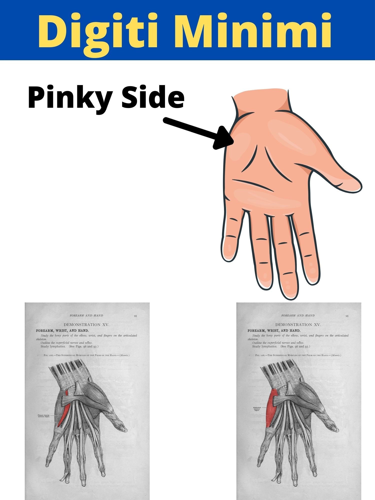Hand Muscle Flashcard, Anatomy Notes, PT Notes - Etsy