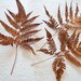 Brown Color Dried Fern Leaf Real Preserved Flower Fern Leafflowers With ...