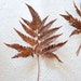 Brown Color Dried Fern Leaf Real Preserved Flower Fern Leaf，flowers ...