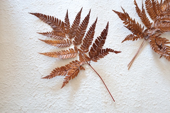 Brown Color Dried Fern Leaf Real Preserved Flower Fern | Etsy