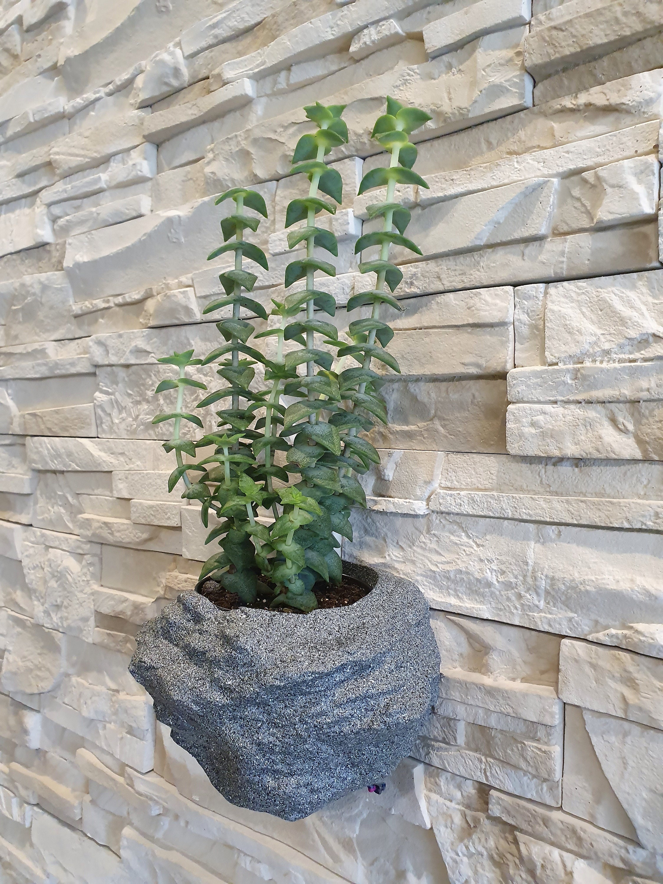 Large Wall Planter 22cm Granite Stone Rock Look Planter Large - Etsy