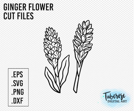 Ginger Flower Drawing