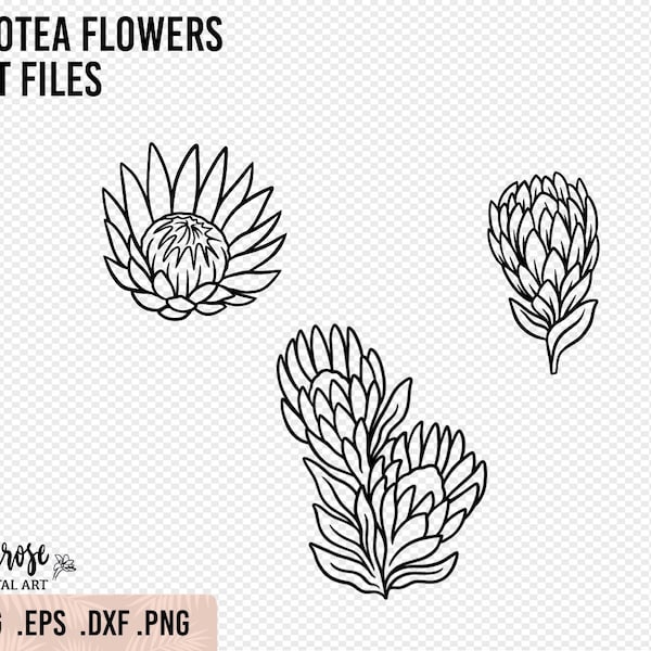 Protea Silhouette Vector - Etsy