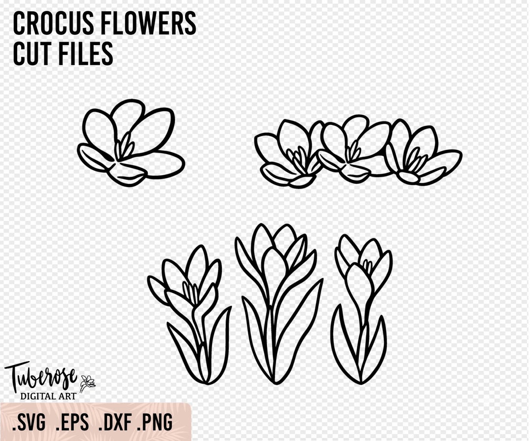 Crocus Flower SVG PNG Cut Files, Spring Floral Illustrations Cricut and ...