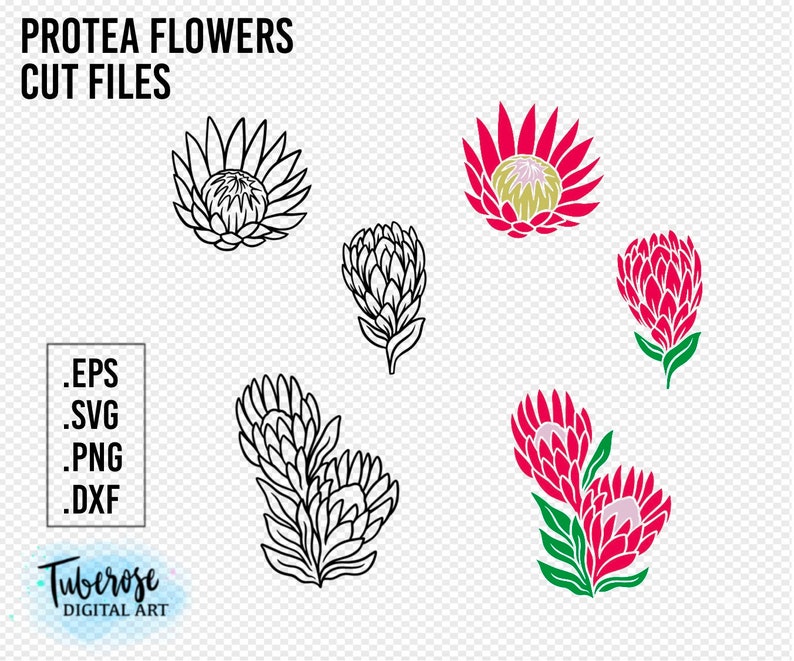 Protea SVG PNG Cut Files Floral Line Art Vector Floral - Etsy