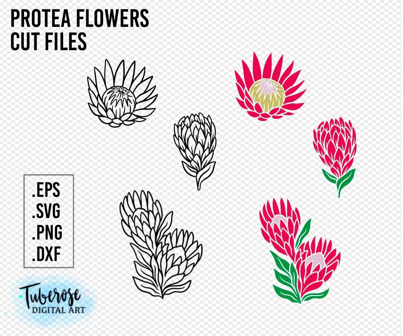 Protea SVG PNG Cut Files Floral Line Art Vector Floral - Etsy Canada