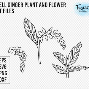Shell Ginger SVG, Variegated Shell Ginger Plant and Flower Cut Files ...