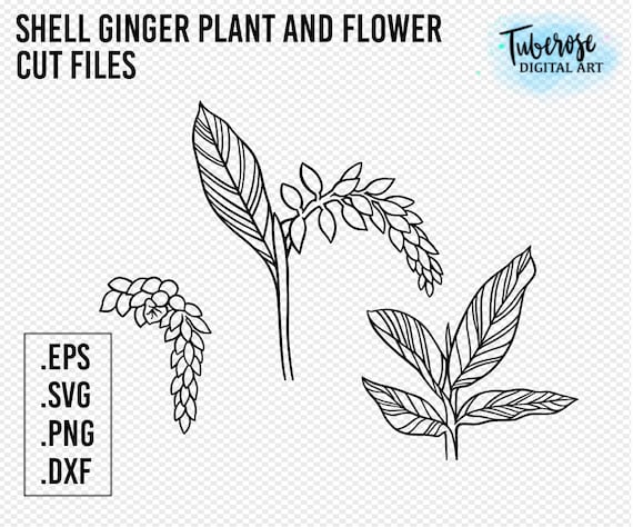 Shell Ginger SVG Variegated Shell Ginger Plant and Flower Cut | Etsy