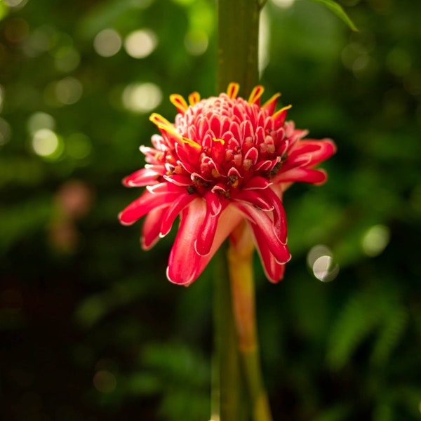 Caribbean Flower Art - Etsy