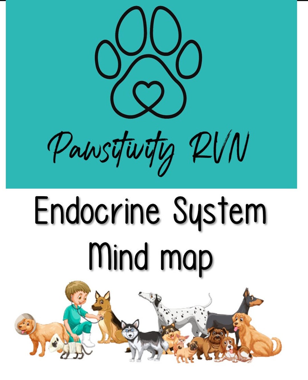 Veterinary Endocrine System Mind Map for Student Veterinary Nurses - Etsy