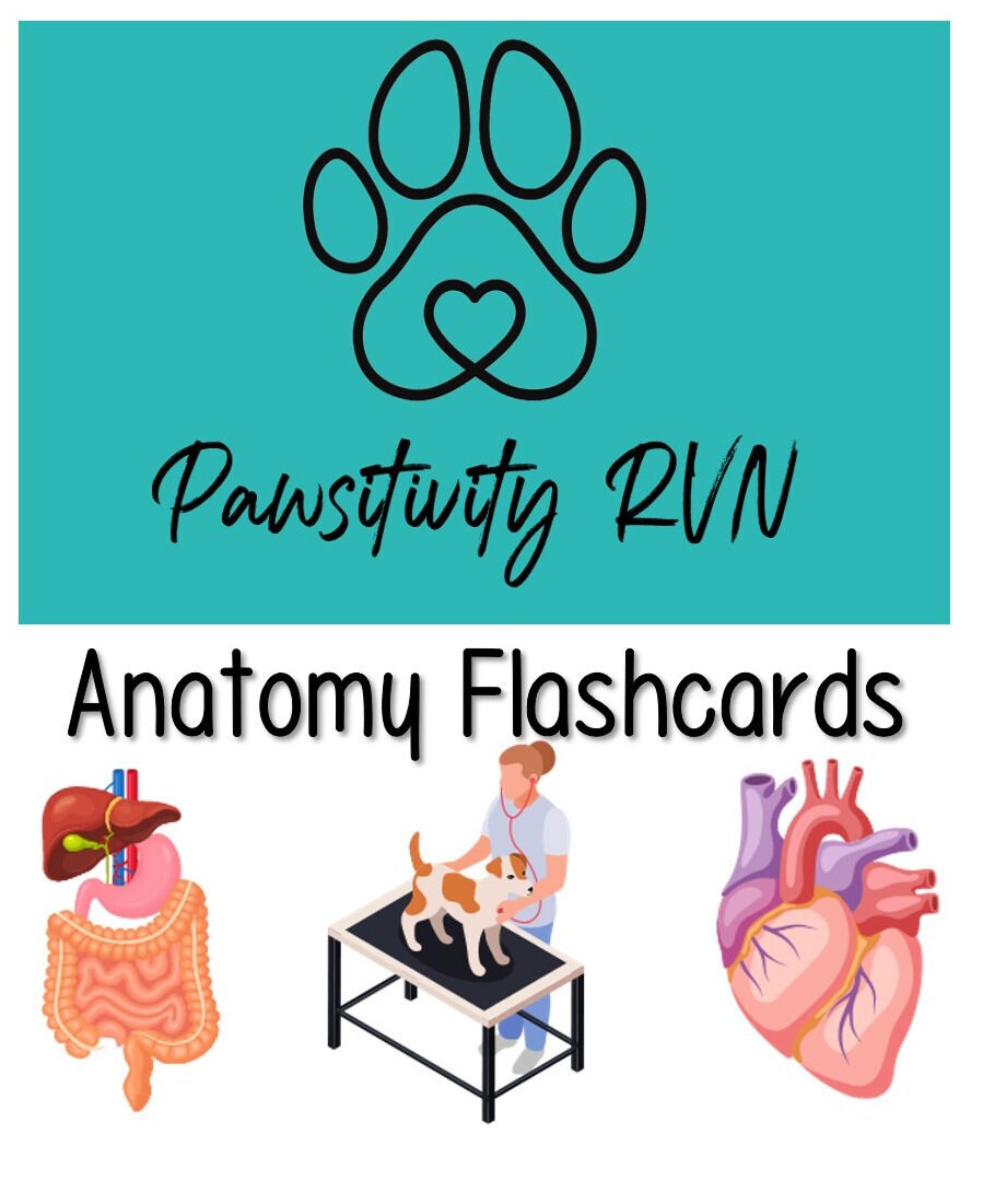 Digital Veterinary Anatomy Flashcards for Student Veterinary Nurses - Etsy