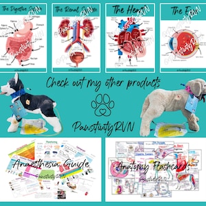 Veterinary Endocrine System Mind Map for Student Veterinary Nurses - Etsy